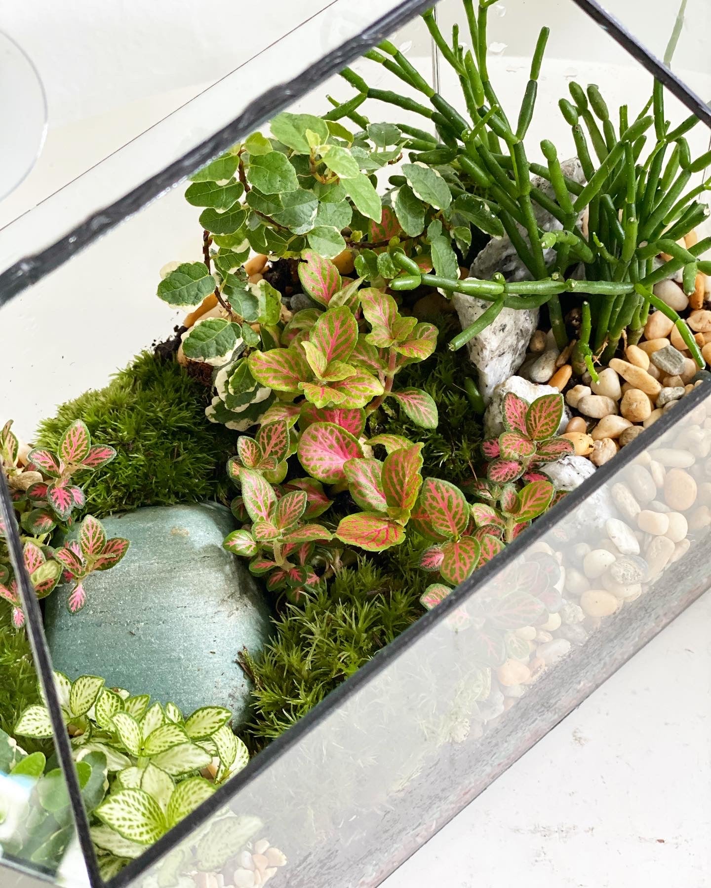 Terrariums – Tiny Forest Store