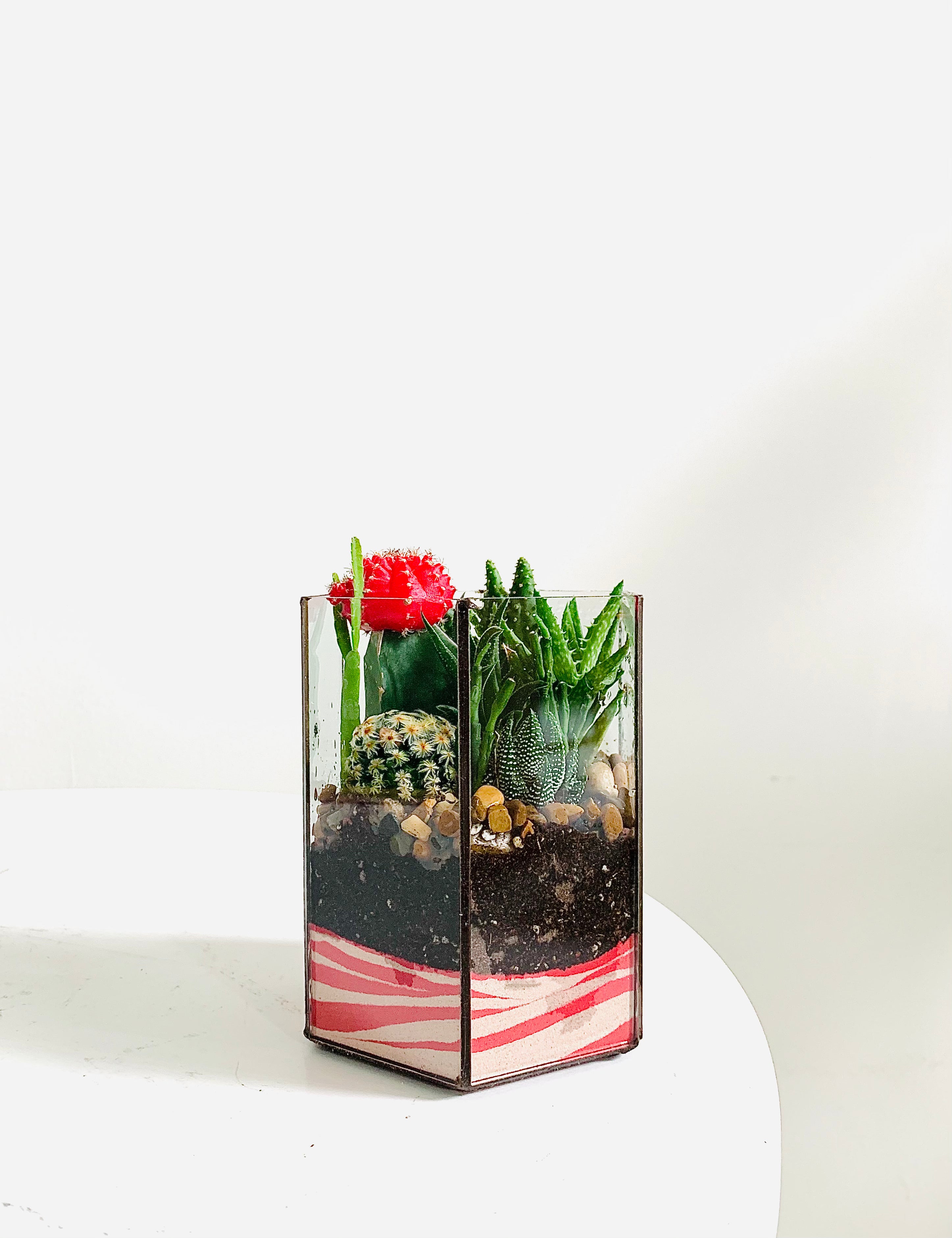 Terrariums – Tiny Forest Store